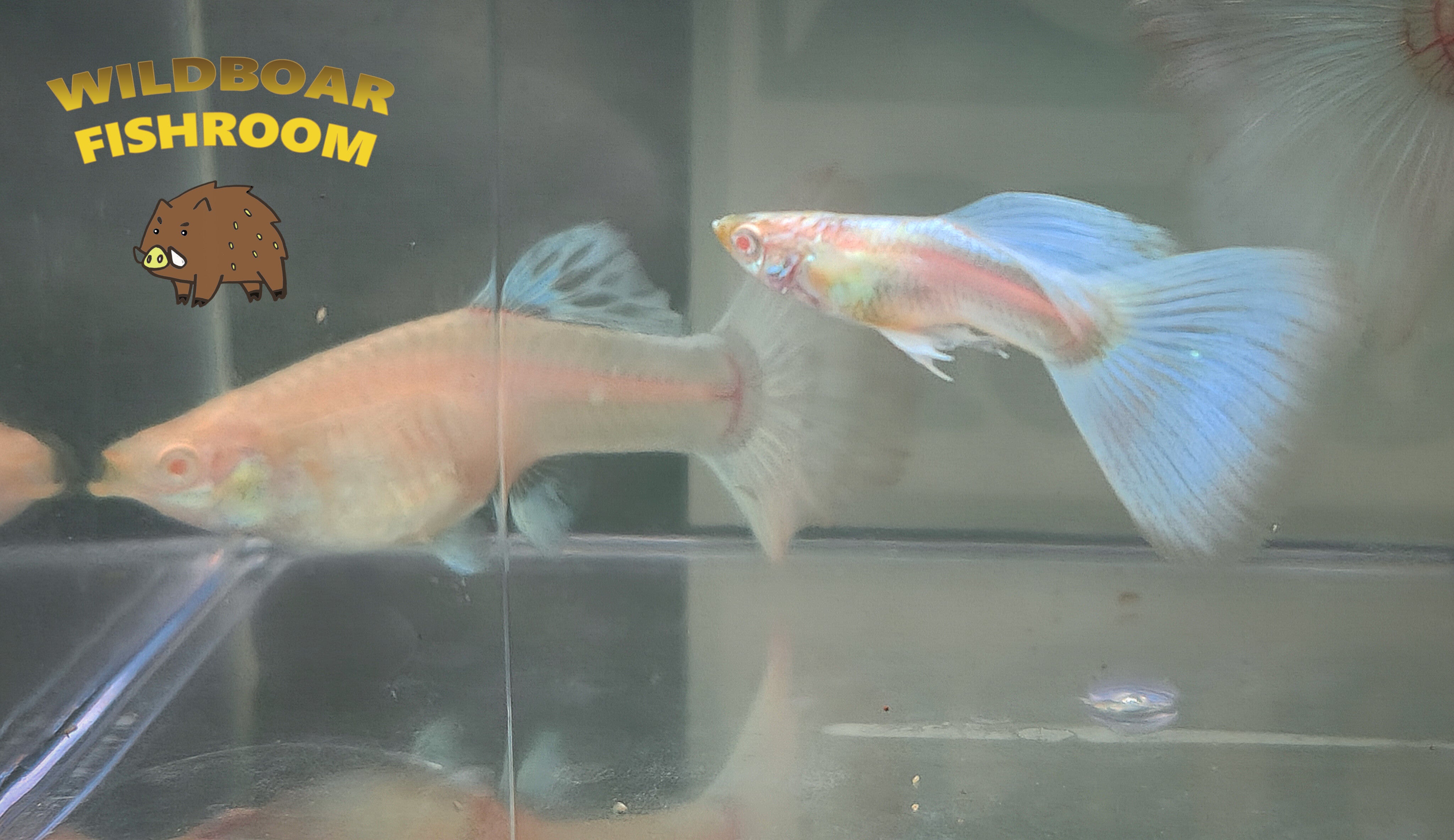 Albino Japan blue Guppy PAIR – Wildboar Fishroom