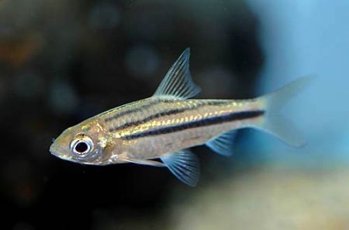 Lined Barb (Striuntius Lineatus) – Wildboar Fishroom