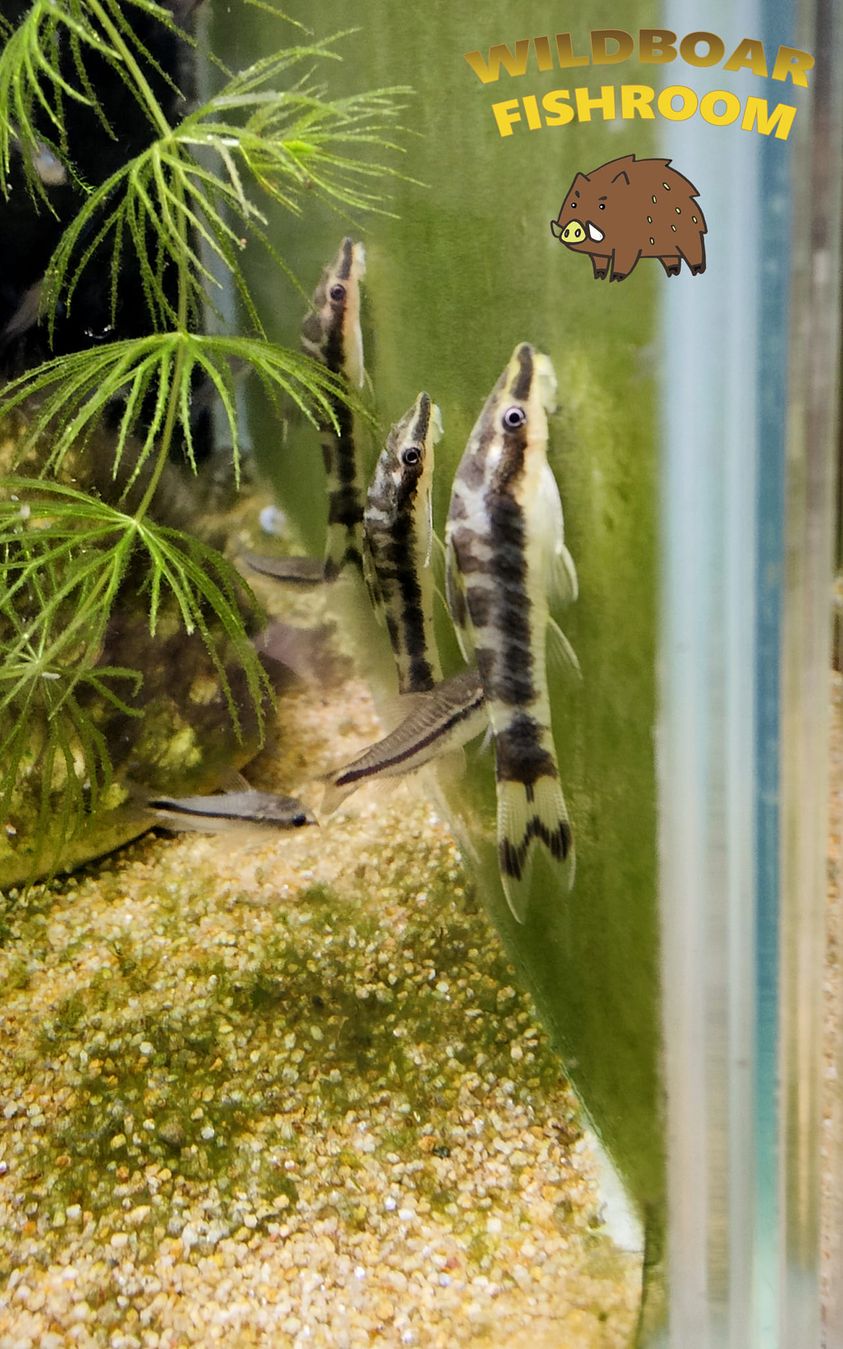 Zebra oto – Wildboar Fishroom