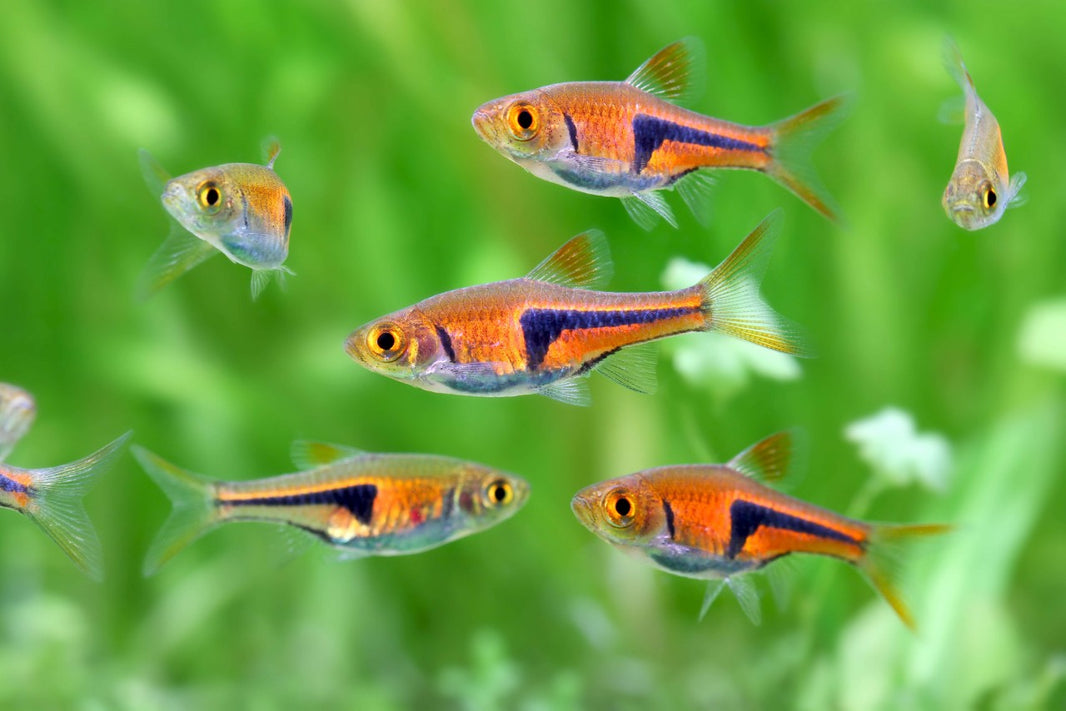 Rasboras – Wildboar Fishroom