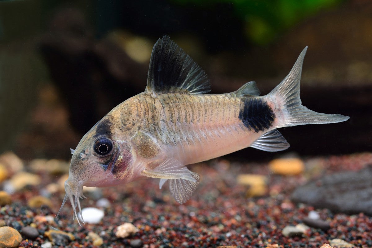 Corydoras – Wildboar Fishroom