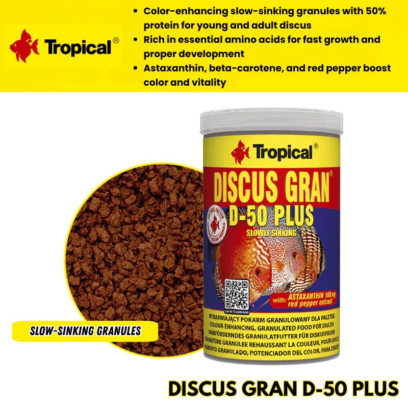 Tropical Discus Gran D-50 Plus (high color and growth) – Wildboar Fishroom