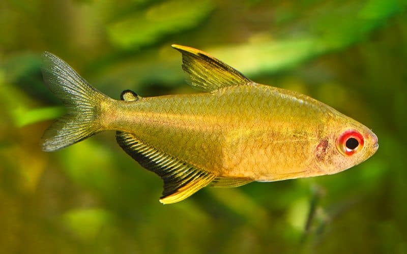 Tetras – Wildboar Fishroom