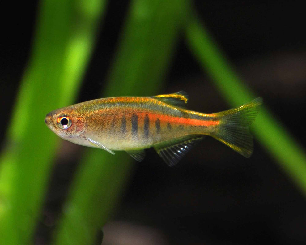 Glowlight Danio (Danio choprae) – Wildboar Fishroom