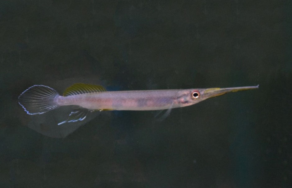 Forest Halfbeak (Hemirhamphodon pogonognathus) *WILD* – Wildboar Fishroom