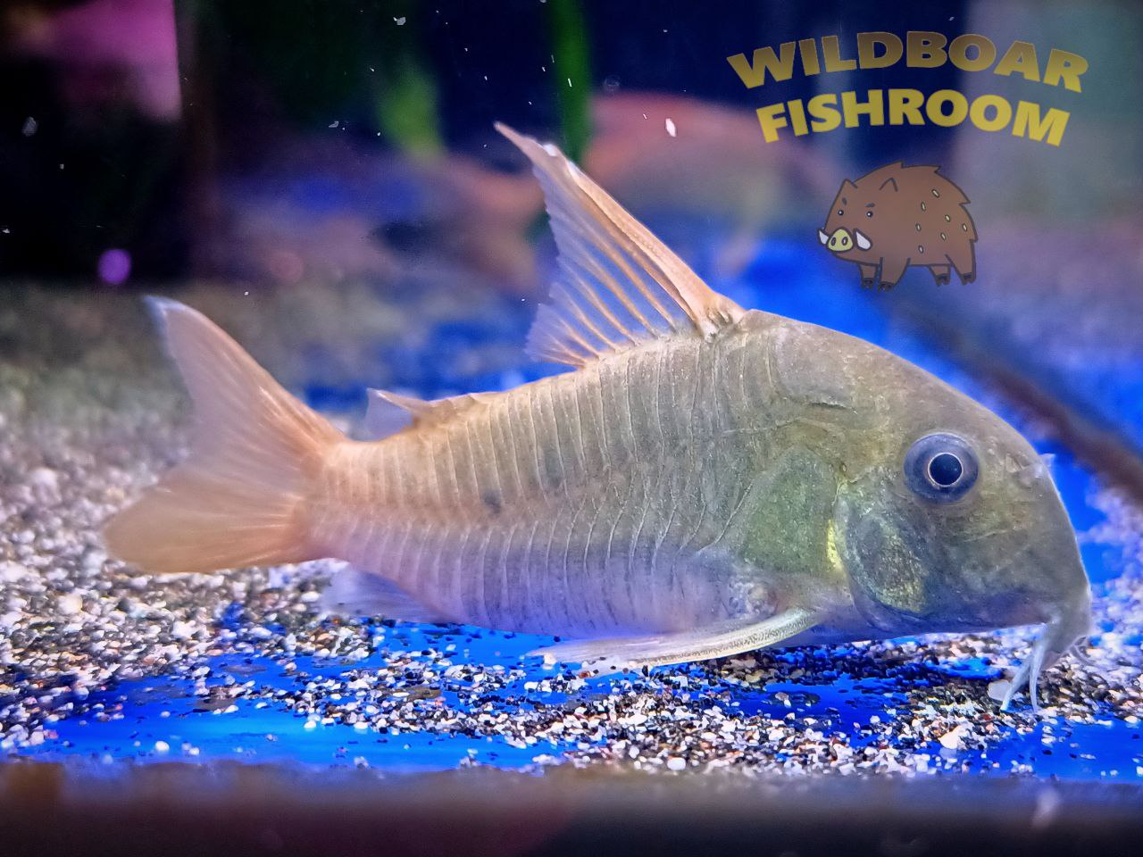 Corydoras concolor – Wildboar Fishroom