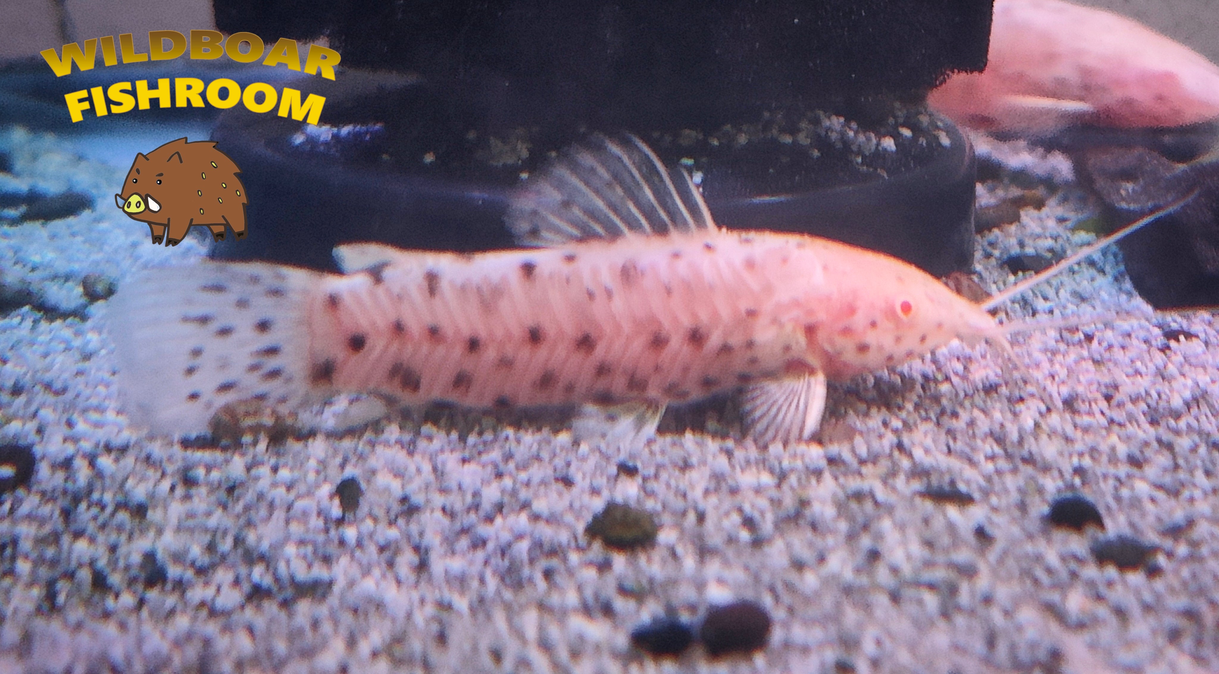 Albino hoplo catfish – Wildboar Fishroom