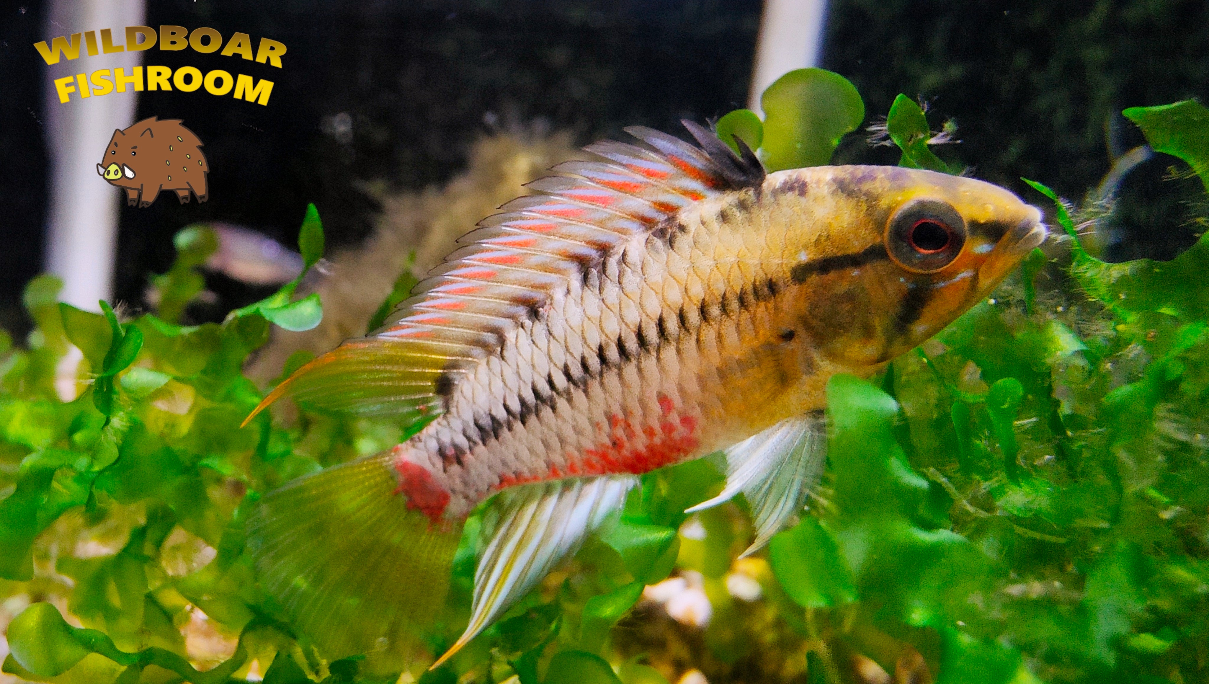 Apistogramma – Wildboar Fishroom