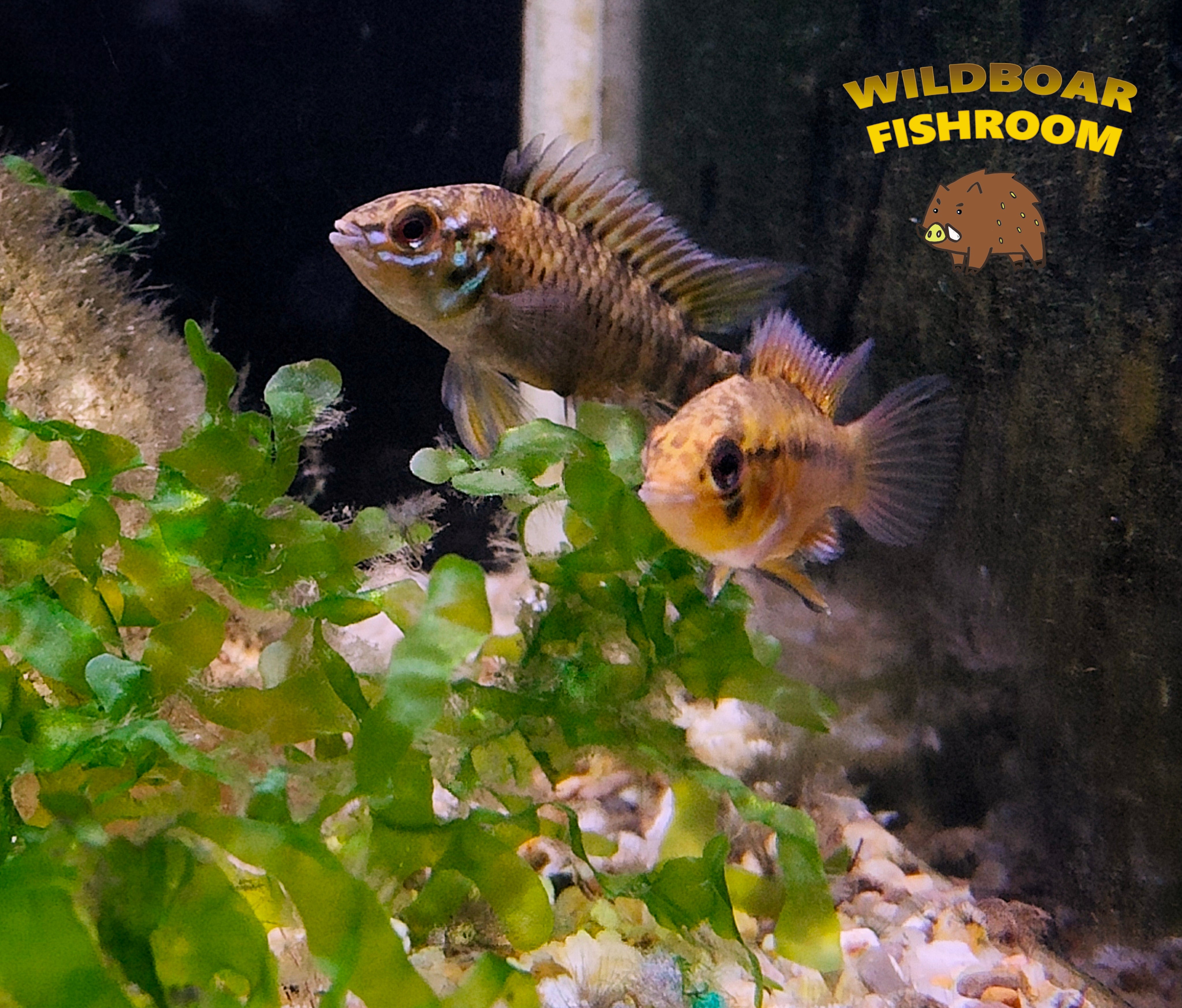 Apistogramma hoignei – Wildboar Fishroom
