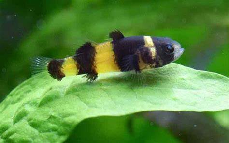 Freshwater bumblebee goby (Brachygobius xanthomelas) – Wildboar Fishroom