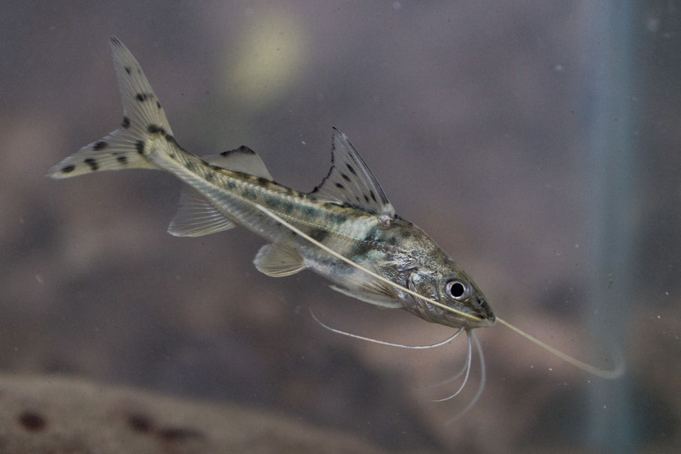 Pictus Catfish (Pimelodus pictus) *WILD* – Wildboar Fishroom