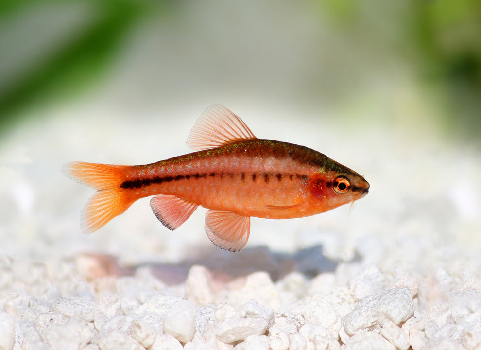 Cherry Barb – Wildboar Fishroom