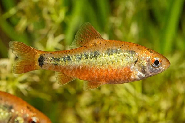 Gold Barbs – Wildboar Fishroom