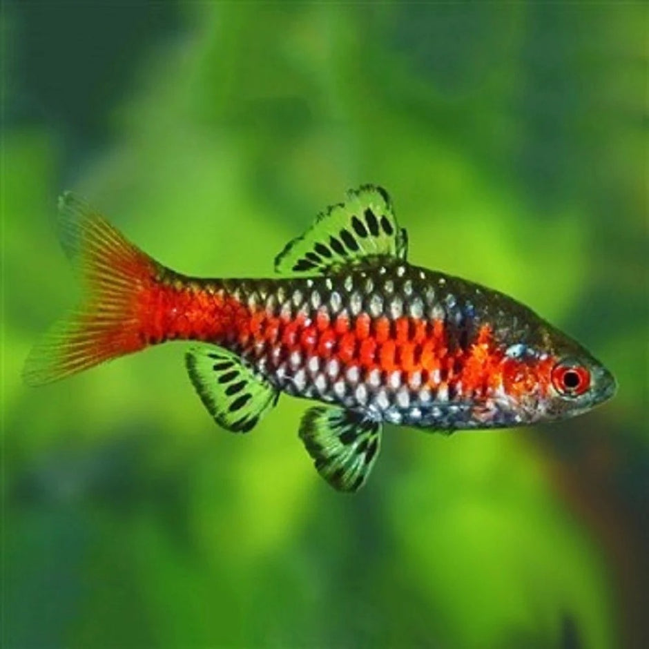Barbs – Wildboar Fishroom