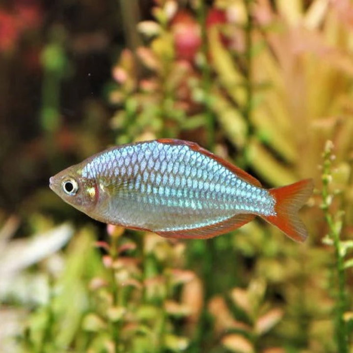 Rainbow fish – Wildboar Fishroom