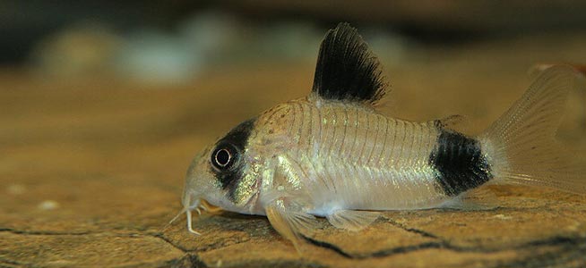 Corydoras – Wildboar Fishroom