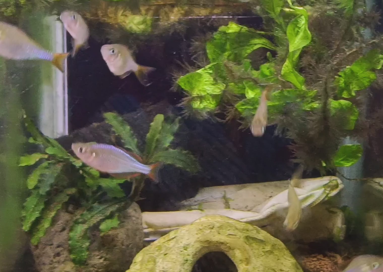 Dwarf Neon Rainbow x 5 – Wildboar Fishroom