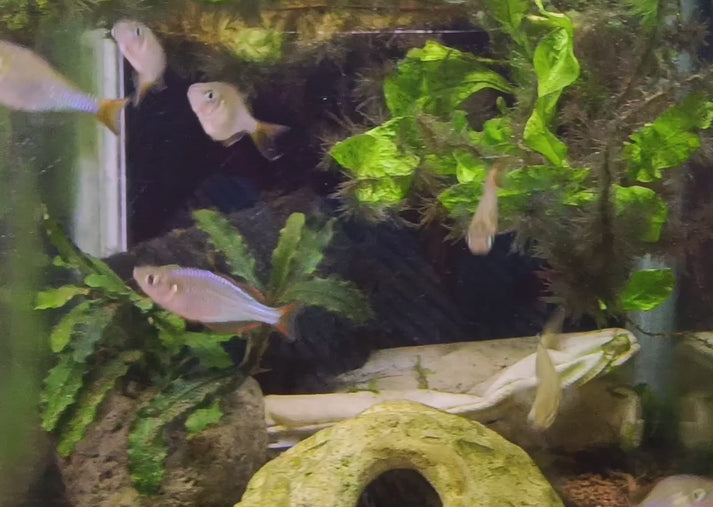 Dwarf Neon Rainbow x 5 – Wildboar Fishroom