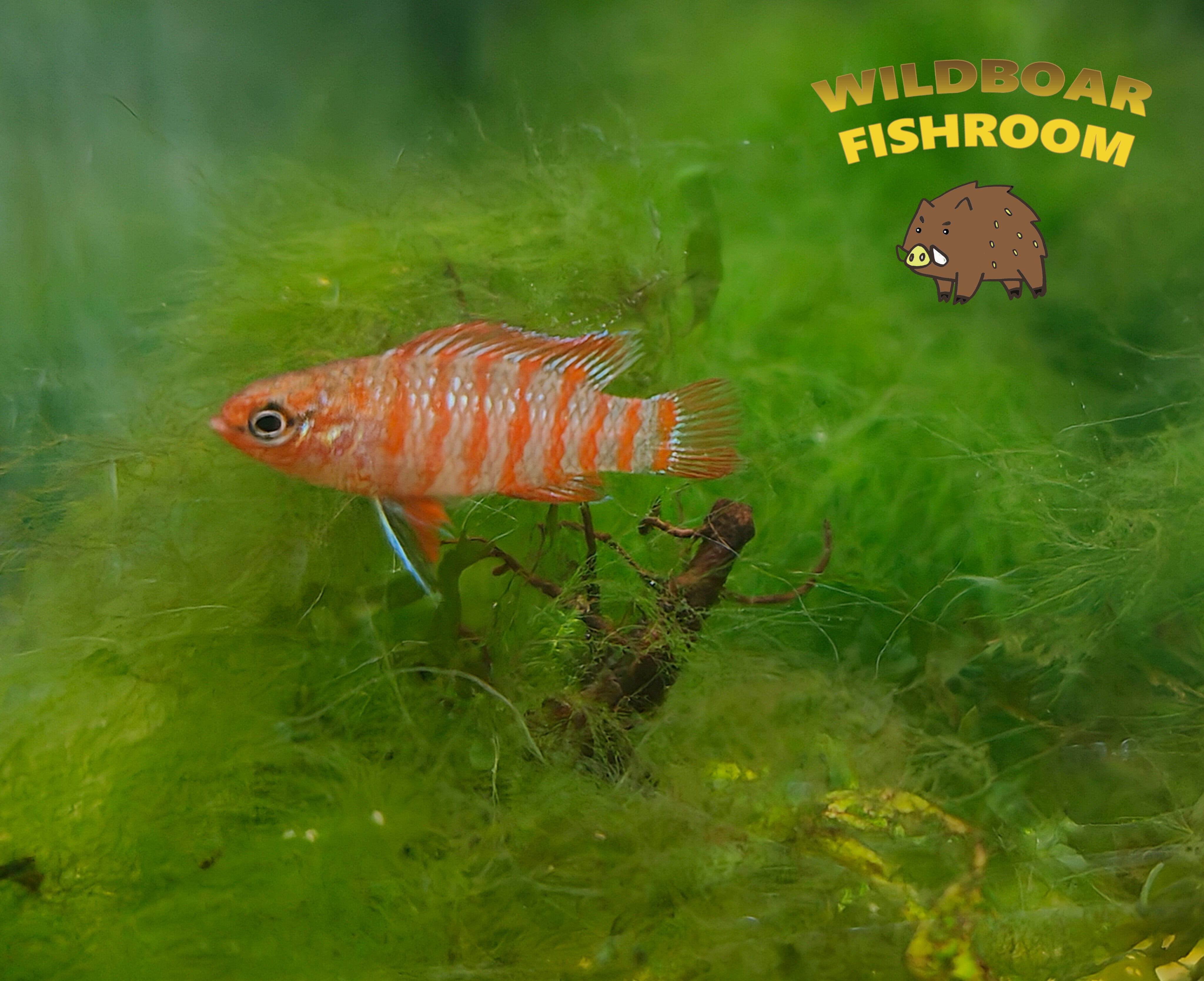 Red Scarlet Badis – Wildboar Fishroom