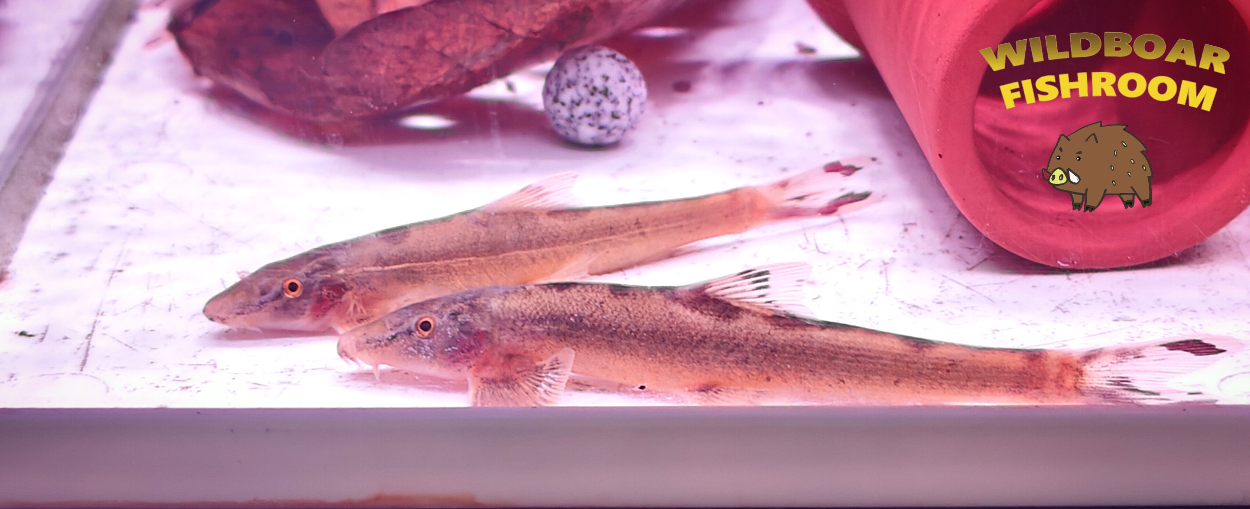 Spotted Sumatra Hillstream Loach (Homaloptera ocellata) *WILD ...