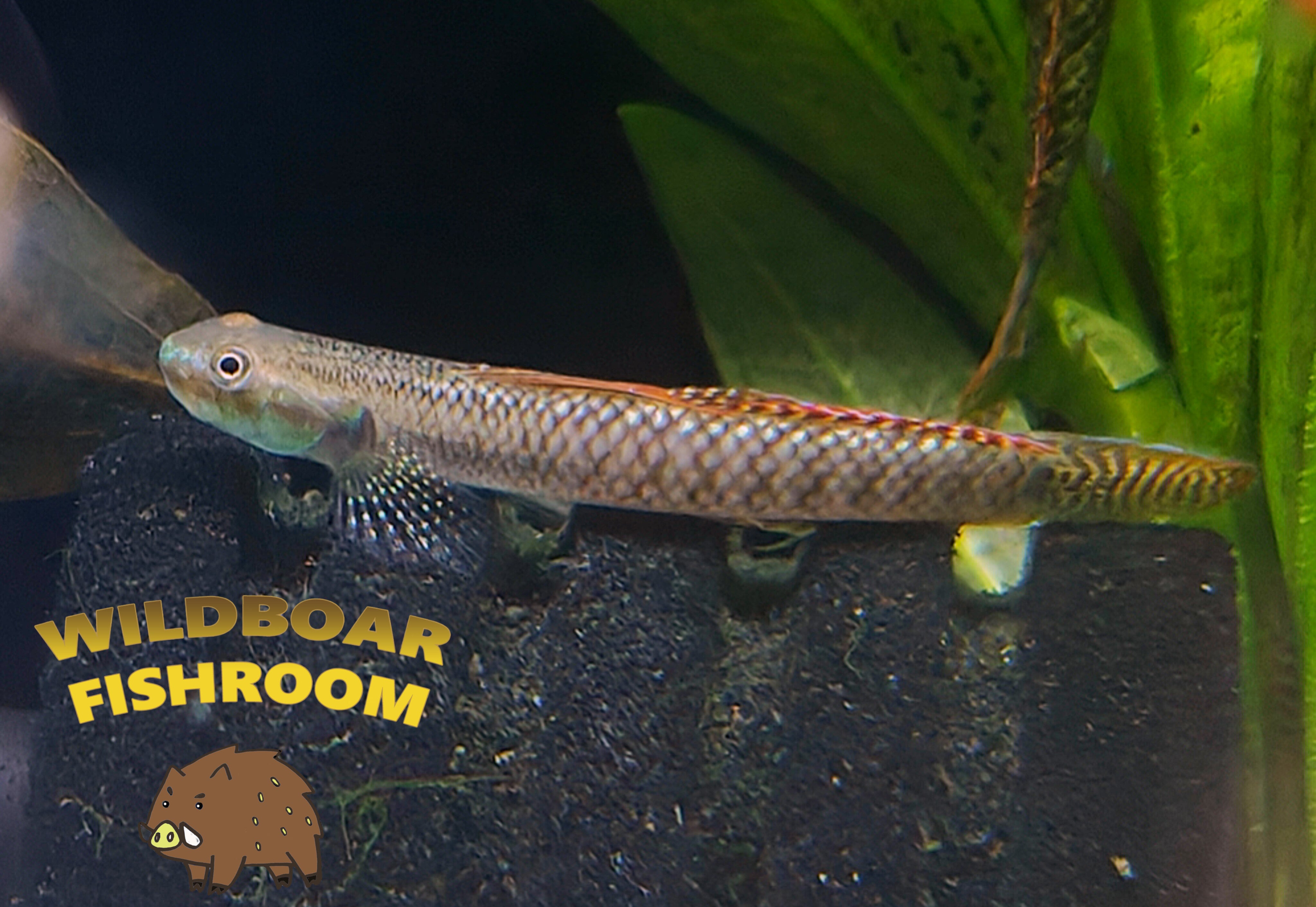 Rainbow goby x 2 and Blue neon goby x 3 – Wildboar Fishroom