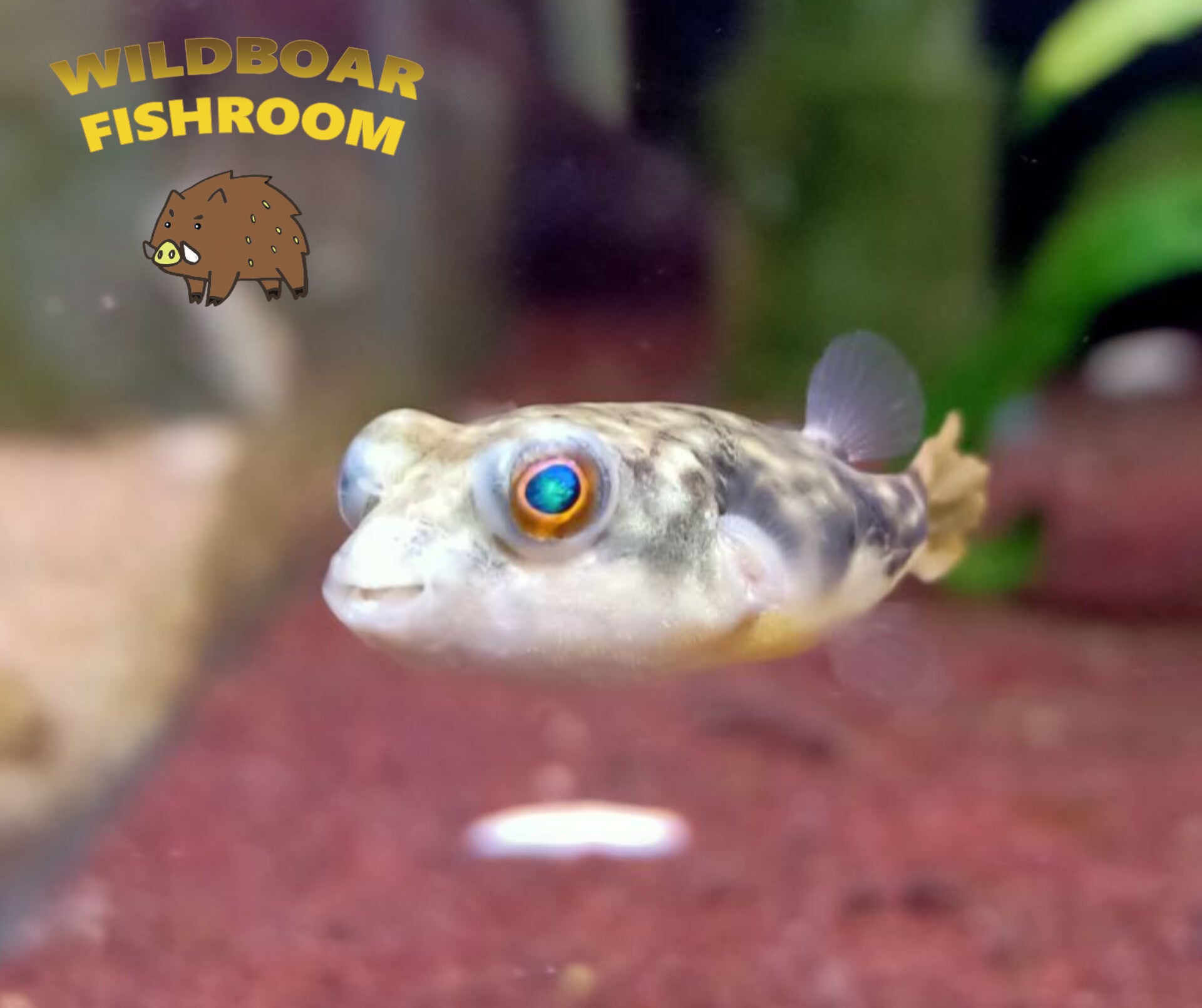 Fahaka Pufferfish (Tetraodon Lineatus) – Wildboar Fishroom