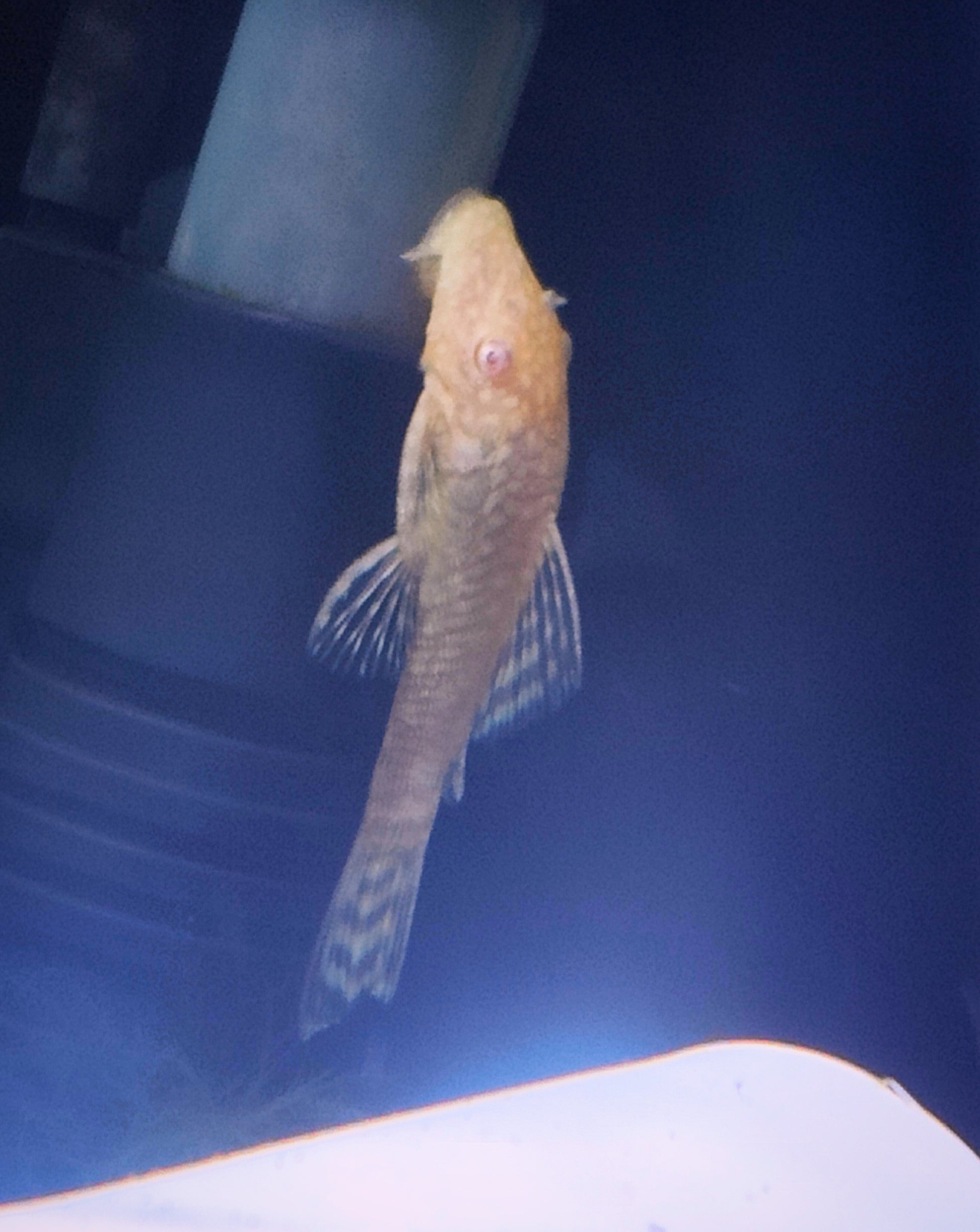 Paska's blue-eye rainbow x 5 and Albino L144 pleco x 1 – Wildboar Fishroom