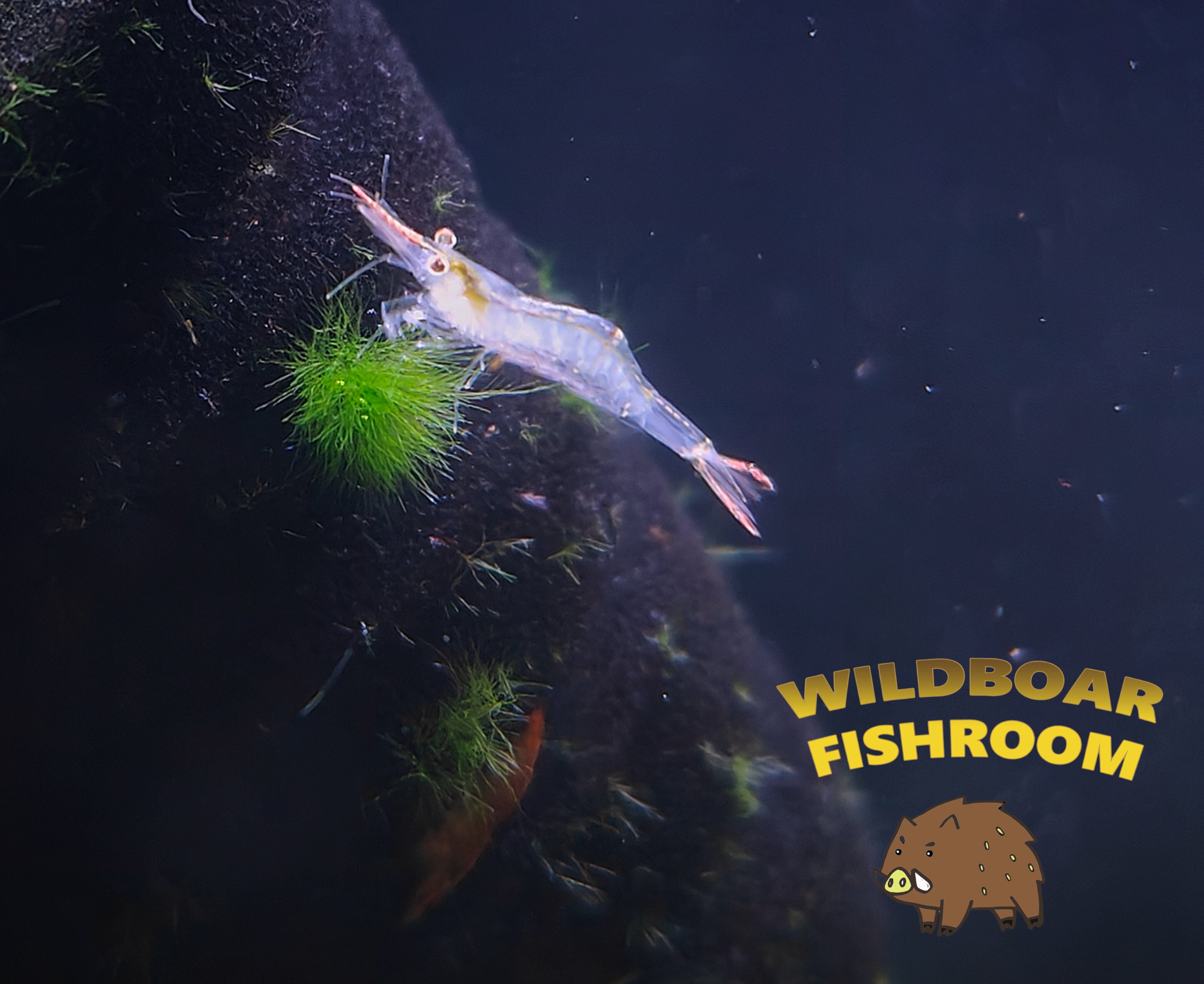Red Nose shrimp – Wildboar Fishroom