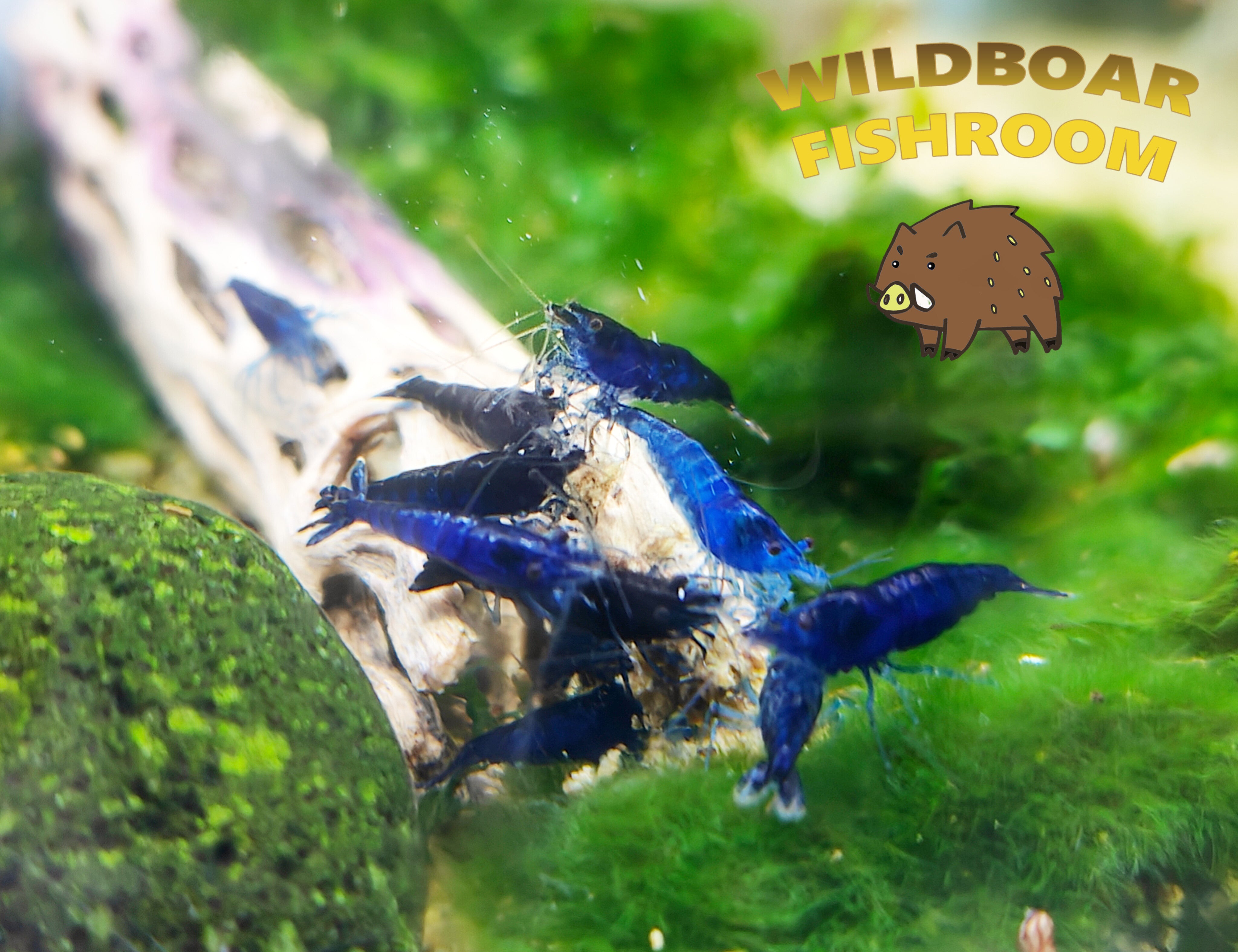 Blue diamond Shrimp – Wildboar Fishroom