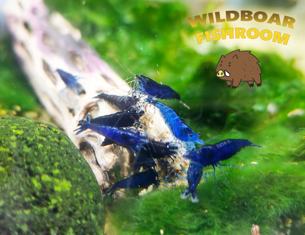 Steal The Deal Auction! Start at $5 - Blue Diamond Shrimps x 5 ...