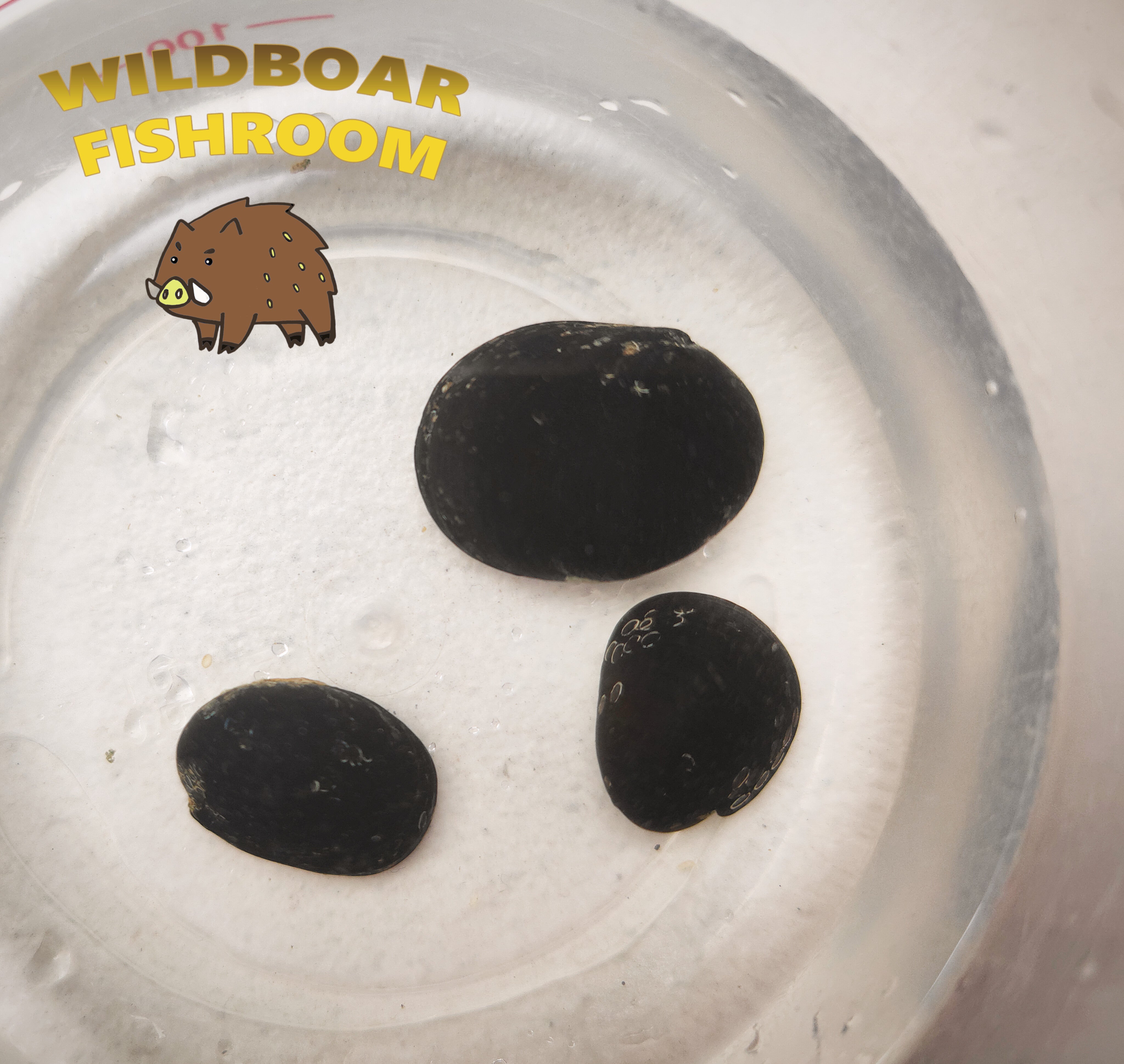 Black military helmet snail – Wildboar Fishroom