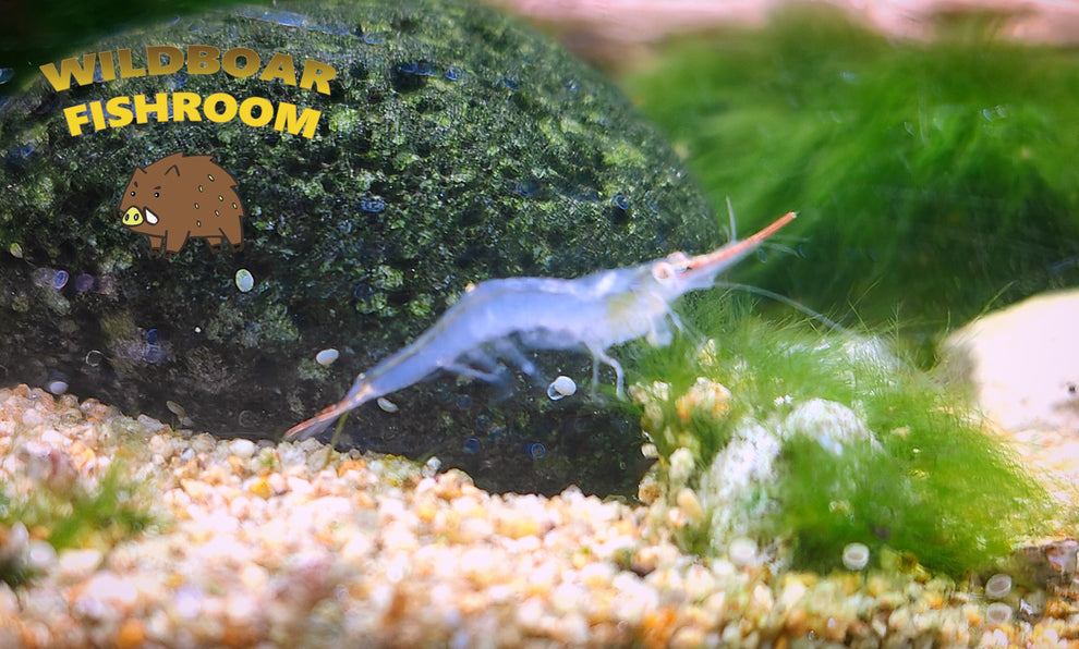 Red Nose shrimp – Wildboar Fishroom