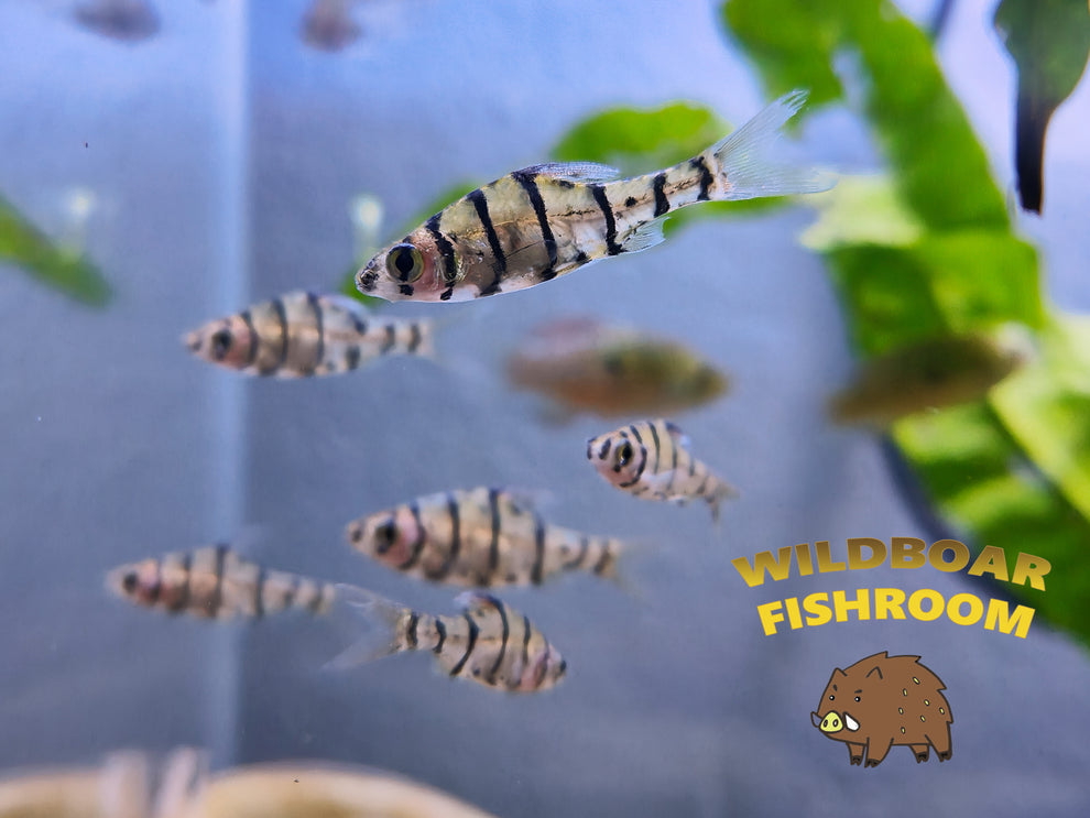 Eight Banded Barb – Wildboar Fishroom